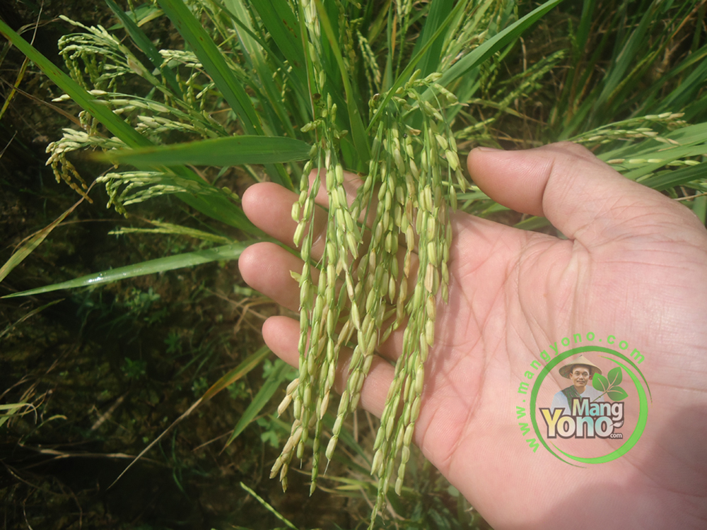 44+ Gambar Tanaman Padi Berbunga Hingga Gabah Matang yang Wajib Disimak ...