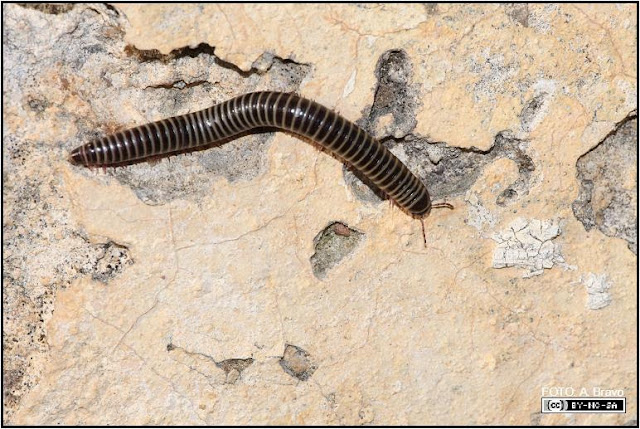 FAUNA AUXILIAR: FAMILIA. JULIDAE