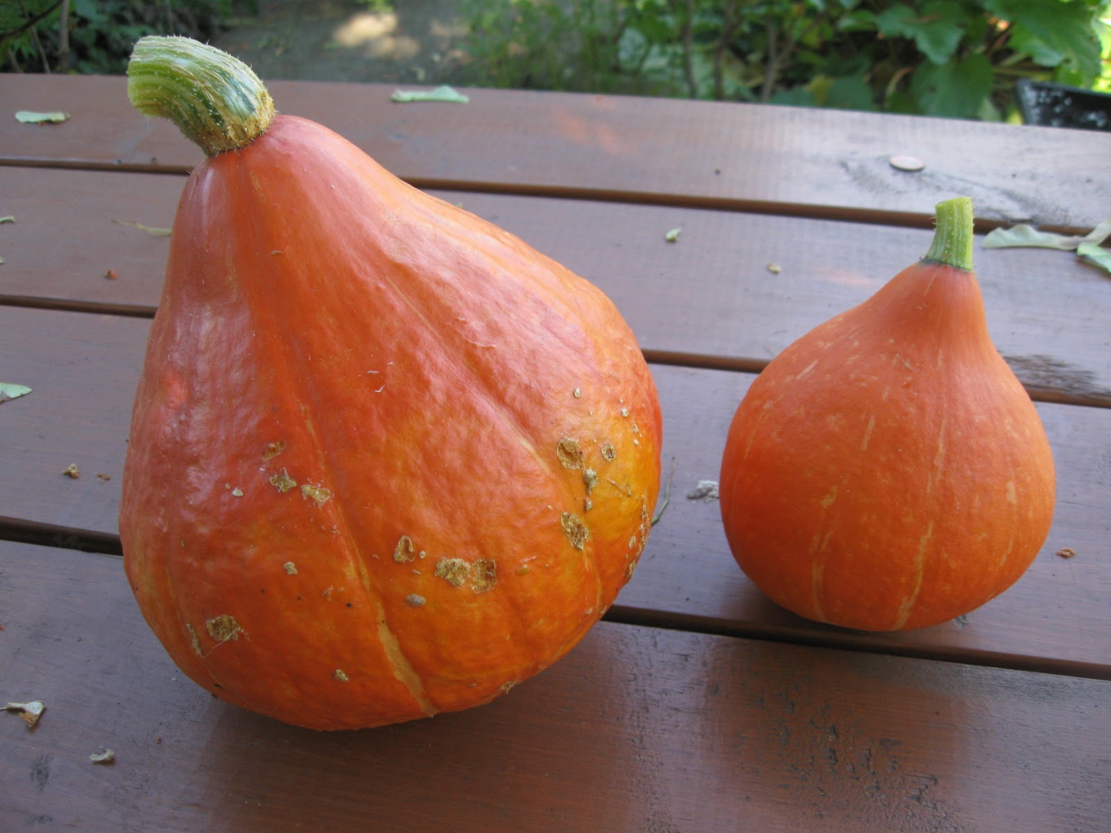 Eat at Joe's: Potimarron squash soup: day 215.