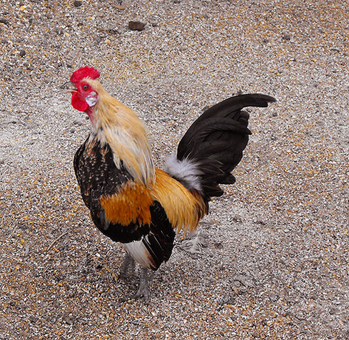 T H E W I L D W I L D E A S T D A I L I E S