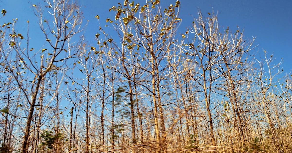 Toko Herbal Online: Gambar Pohon Jati Belanda