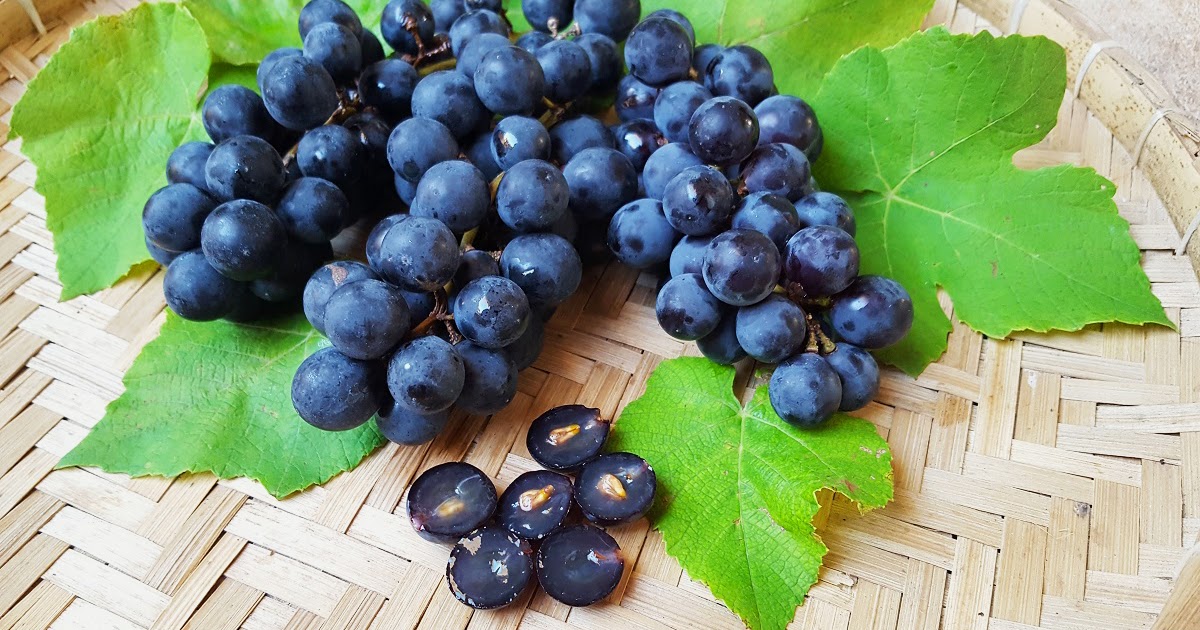 Viveiro Ciprest - Plantas Nativas e Exóticas: Uva Isabel Preta ( Vitis ...