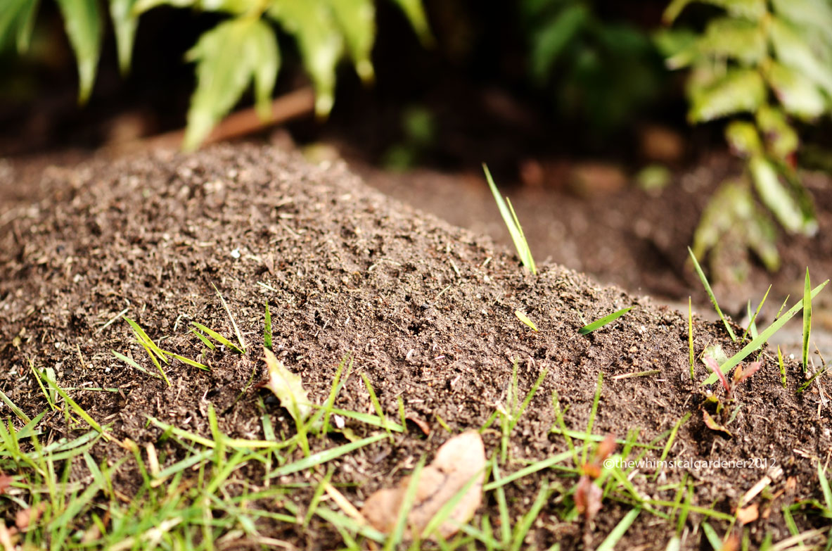 The Whimsical Gardener: Fire Ants + Fireworks = Forgiveness