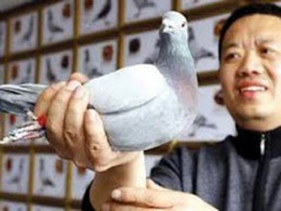 Ini Terselubung: Edan.....Burung Merpati ini Terjual dengan Harga Rp 4 ...