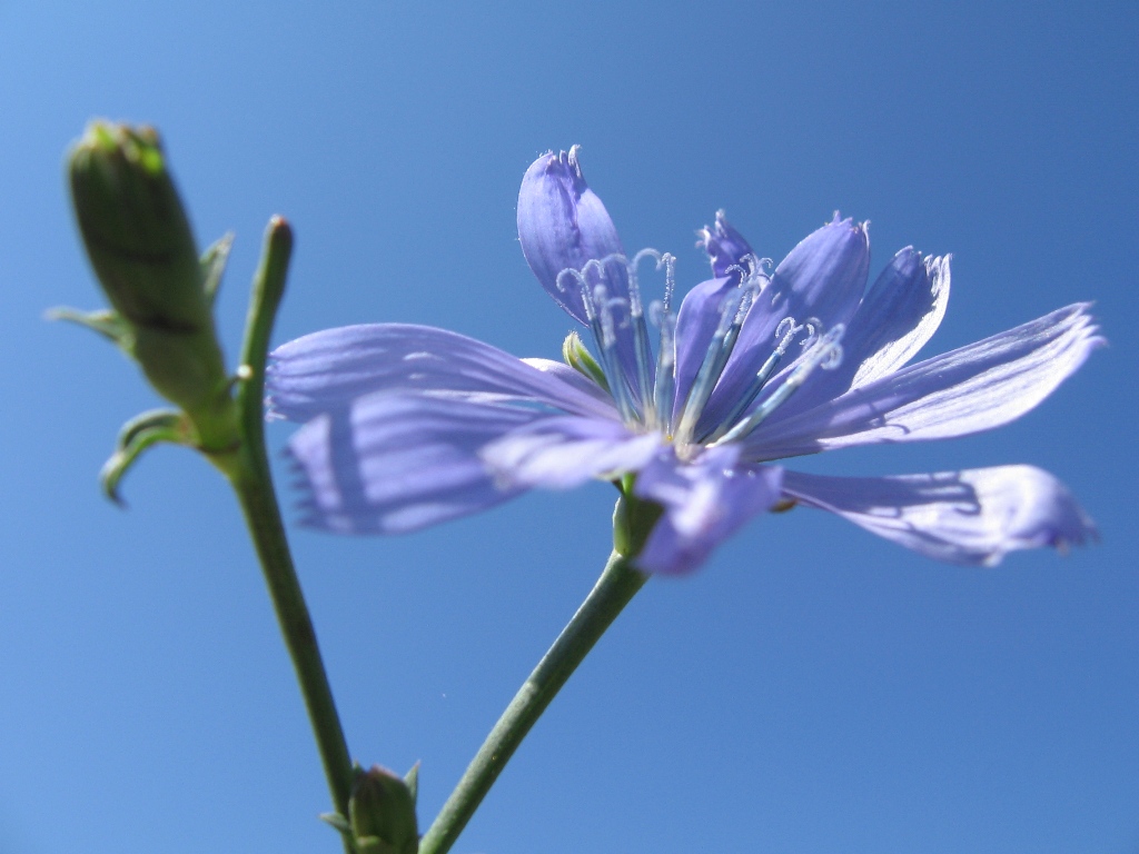 Life in Pictures - o floare | Diverse