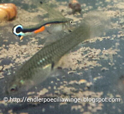 ENDLER POECILIA WINGEI Livebearers Cumana Area @endlerpoeciliawingei ...