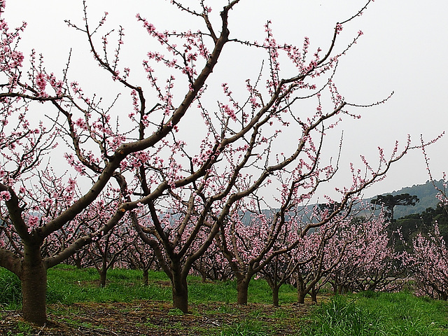 DIÁRIO COM A NATUREZA: 16 DE JUNHO - PESSEGUEIRO - PÊSSEGO - FRUTA ...