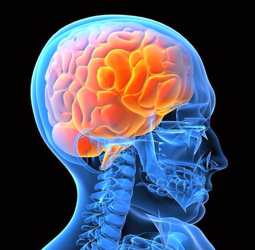 Our Brain Is Getting Smaller In The Last 20,000 Years - For Fum And ...