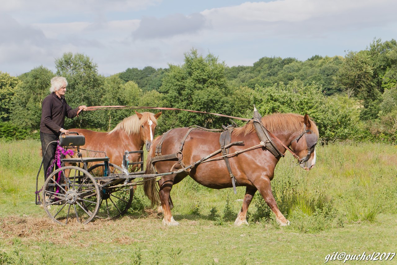 Images de Bretagne: Cheval postier breton.
