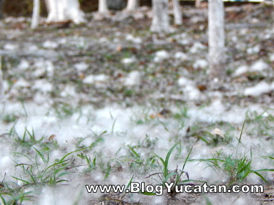 LA CEIBA PENTANDRA, ÁRBOL SAGRADO DE LOS MAYAS - BLOG YUCATÁN