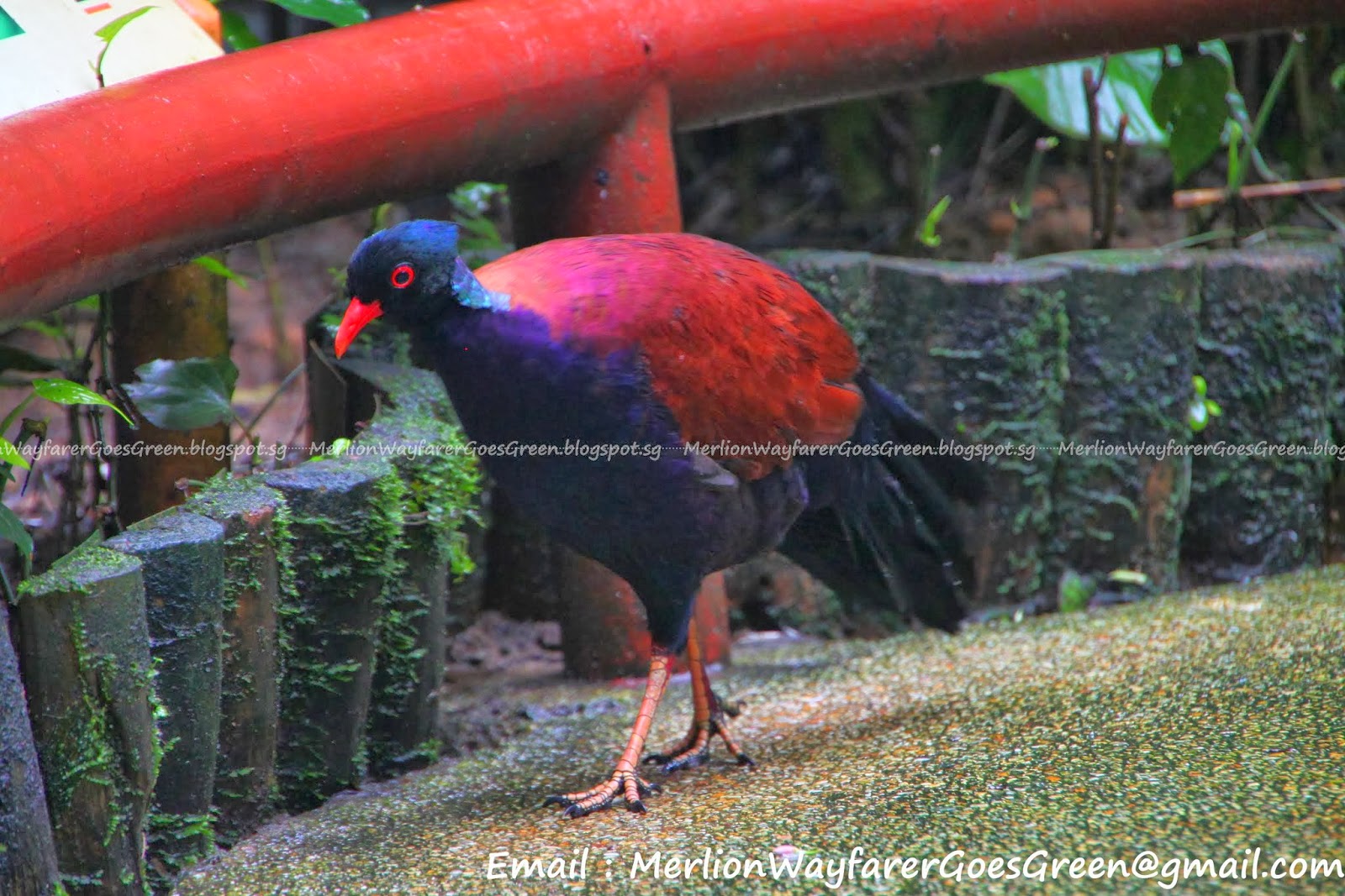 Jurong Bird Park - Southeast Asian Birds Aviary ~ Merlion Wayfarer Goes ...