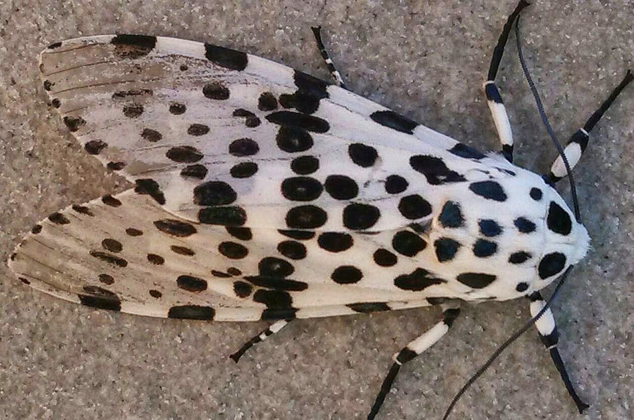 James McNamara: Photography: Giant Leopard Moth