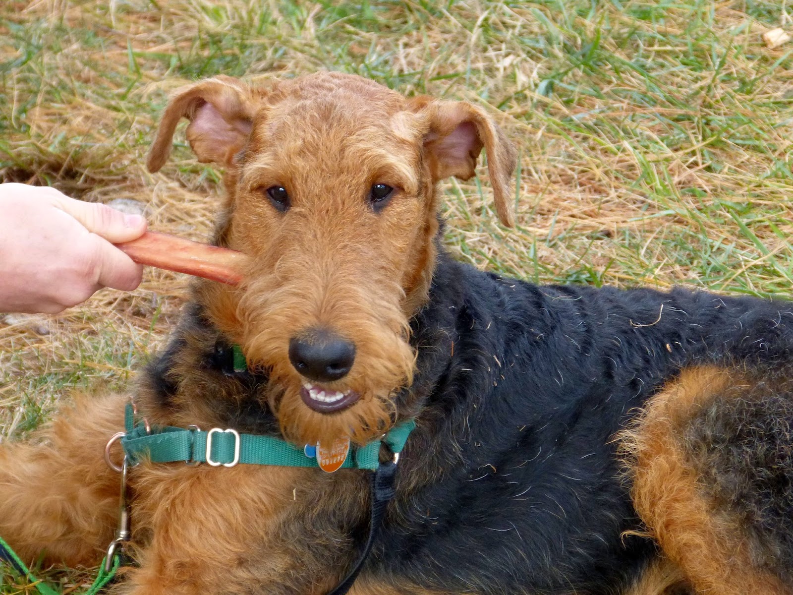 Ray's Retirement: Airedales at the Montgomery County Kennel Club ...