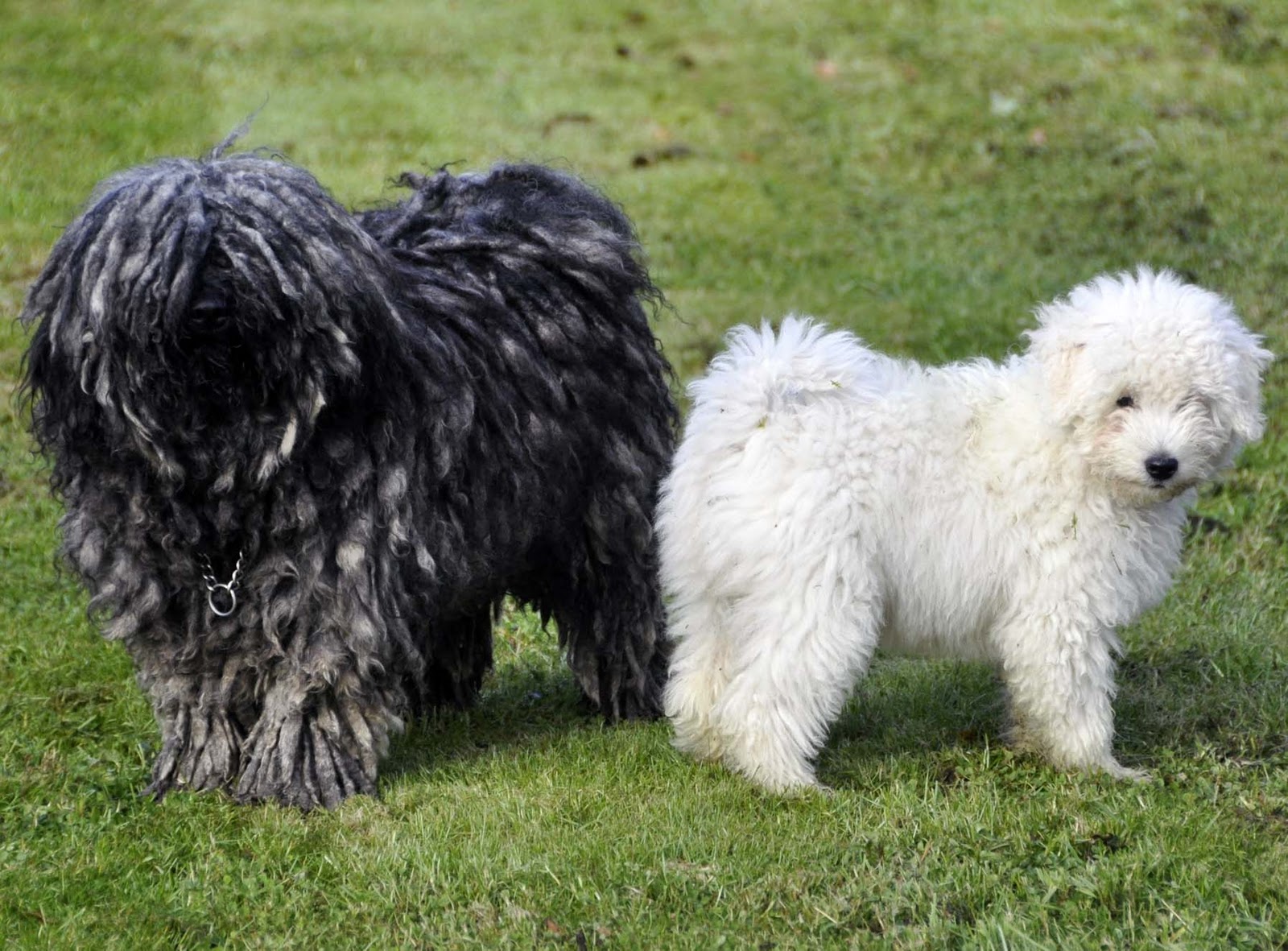 Puli puppies-Pulin pentuja, kennel Narukerä: Huisku at countryside ...