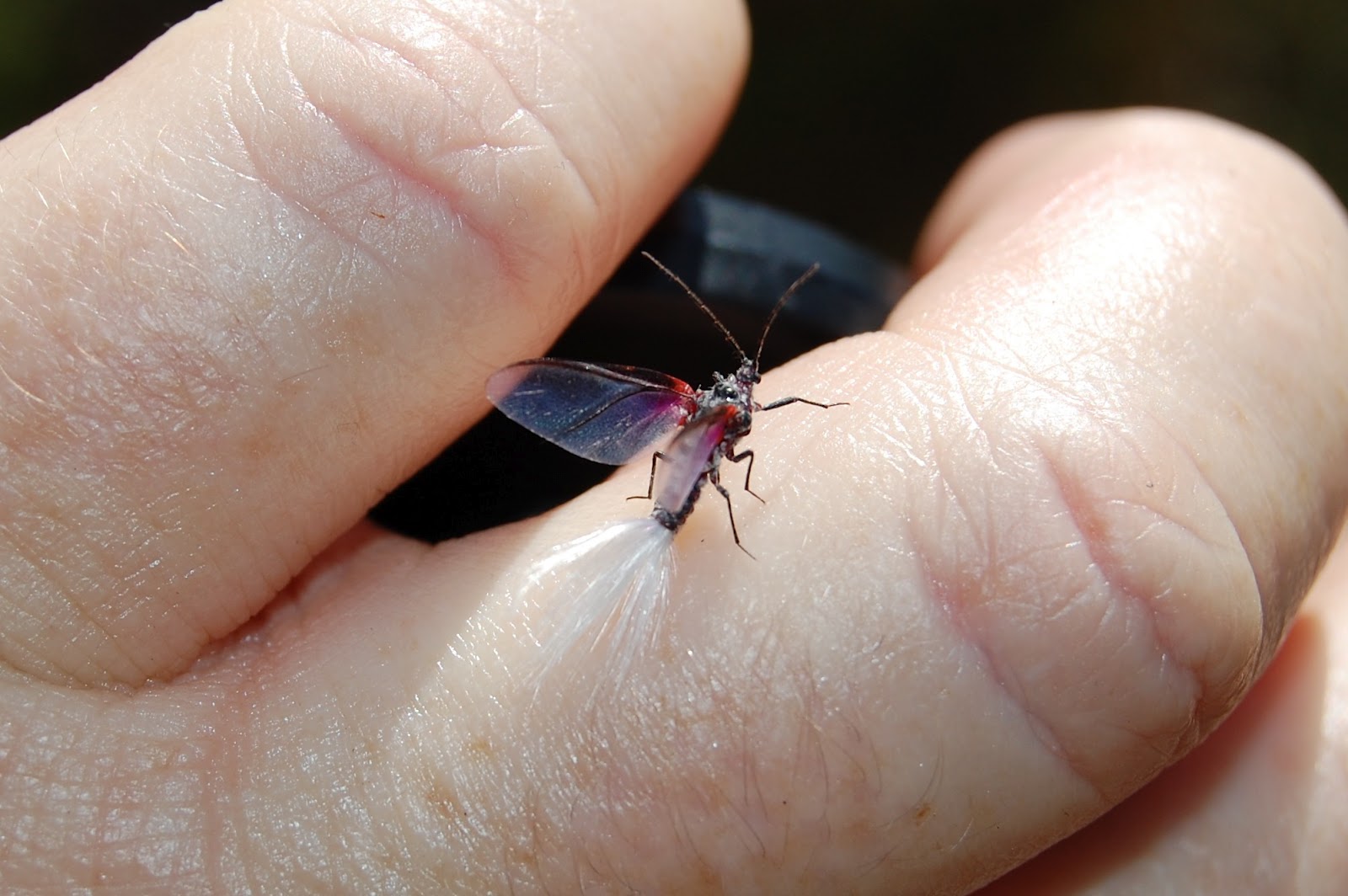 Happy Hamby Campers: Bum-fluff flies!