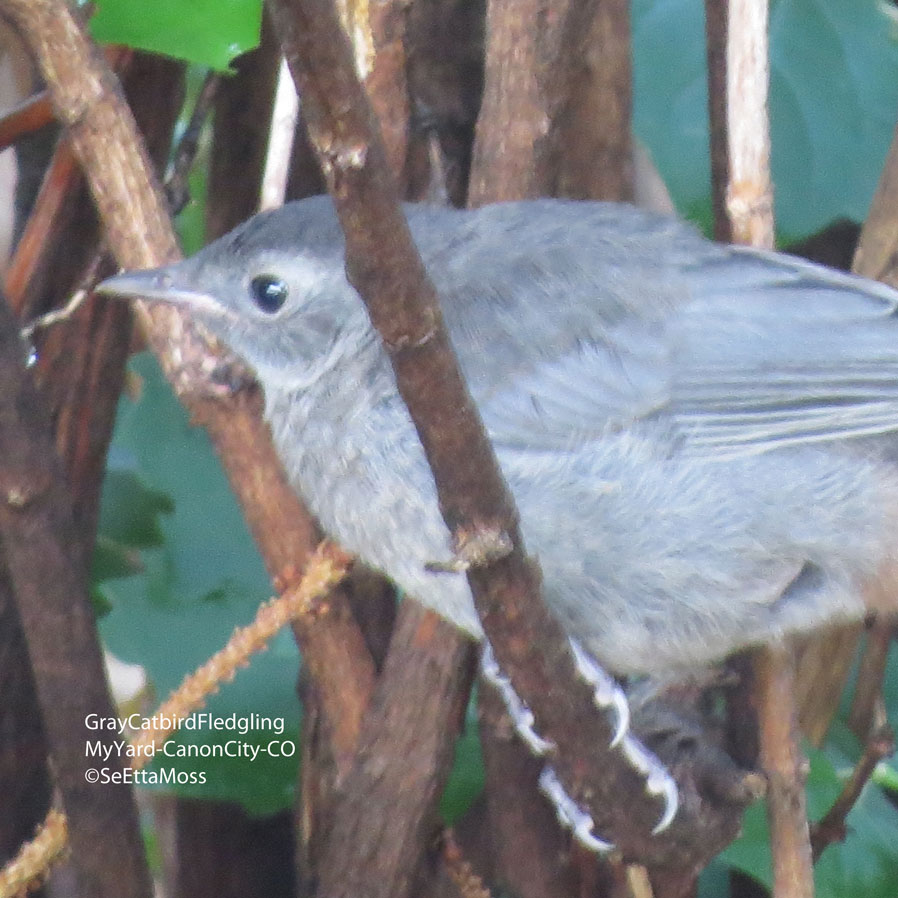 My neighborhood Gray Catbird family visits