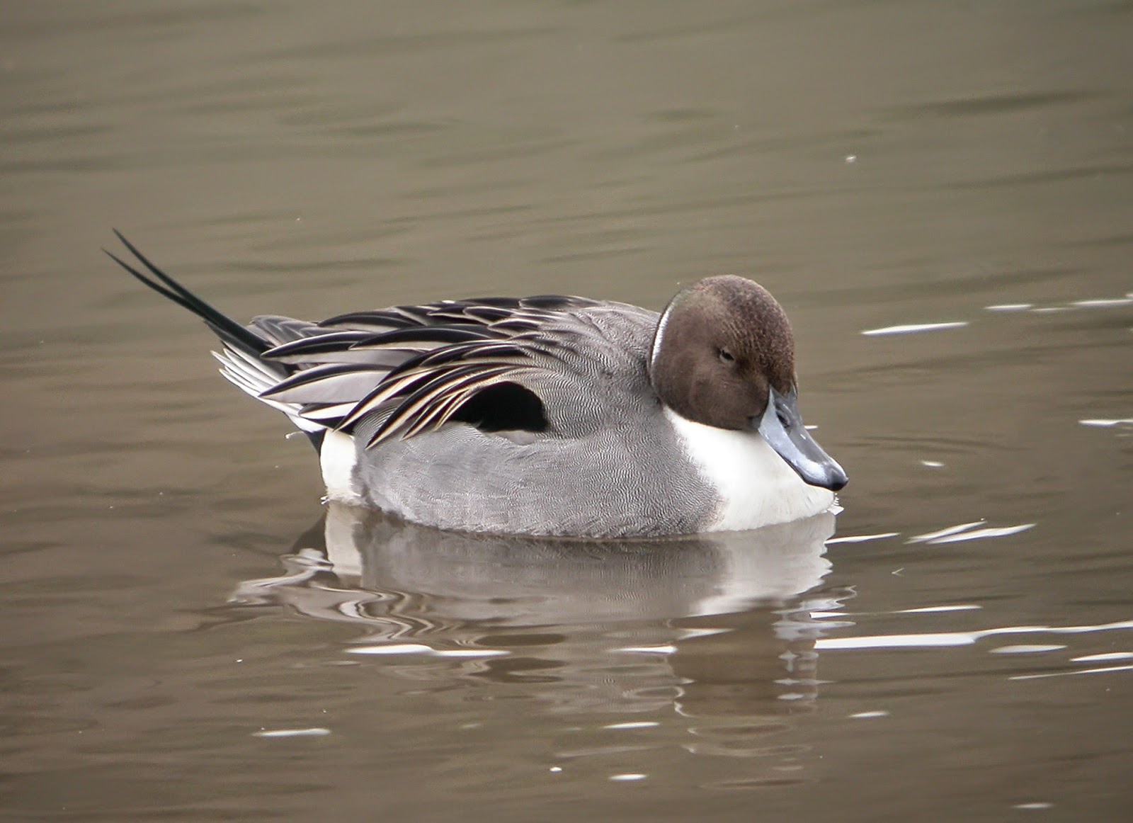 Aves y Fotografía de Naturaleza: Ánade Rabudo, Anas acuta, Pintail