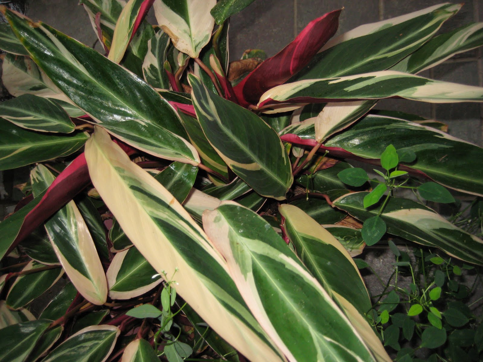 The Meditative Gardener: Never-Never Plant