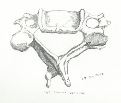 Pangdori Studio: Gray's Anatomy drawings