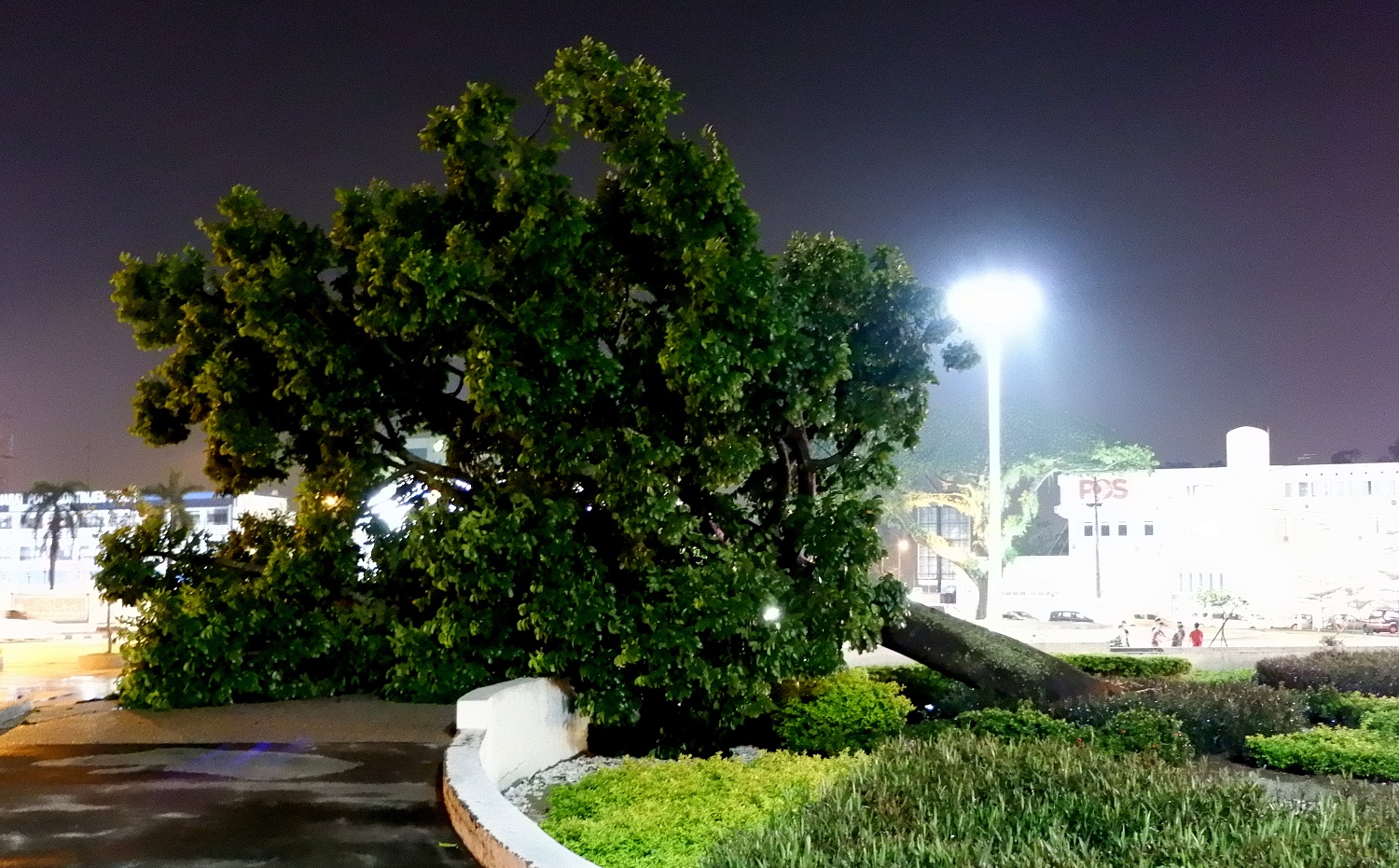 KINTA CHRONICLES: The Passing of an Icon: The Ipoh Tree