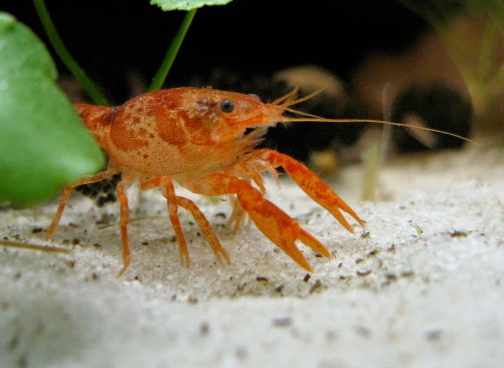 Artes de Pesca: CANGREJO DE RIÓ ACOCIL DE PÁTZCUARO