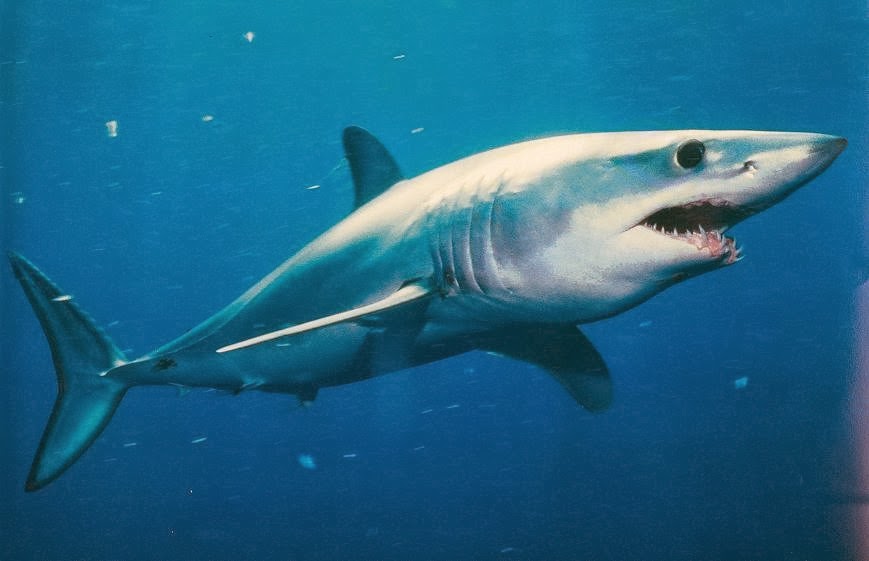 -Cebu-: Jerung dan jenis-jenisnya