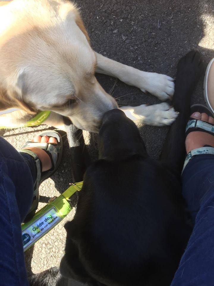 Guide Dog Oakley & NB Sola Gratia: Kanoodle Time!