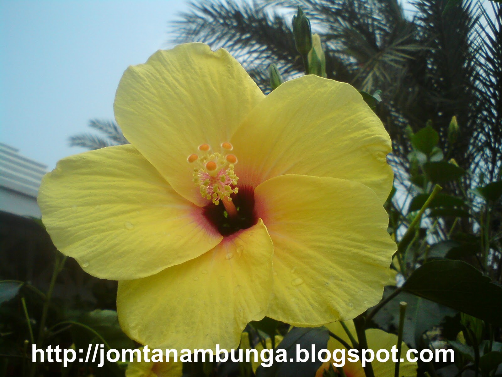 Jom Tanam Bunga: Bunga Besar