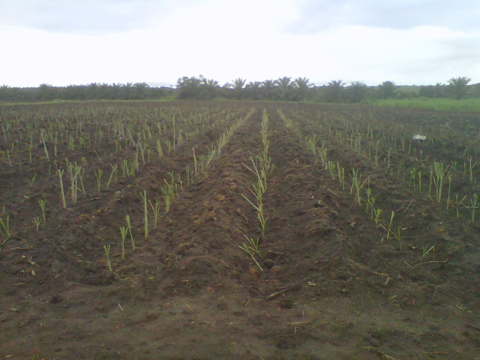 Born To Be Plantation Officer: MENGENAL SISTEM TANAM PADA BUDIDAYA TEBU