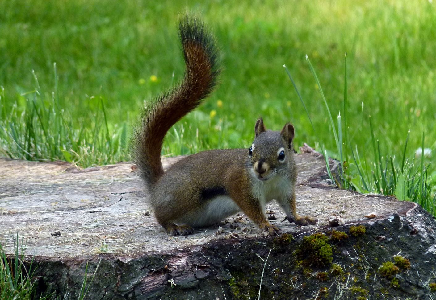 Ilmaisia kuvituskuvia: Oravat