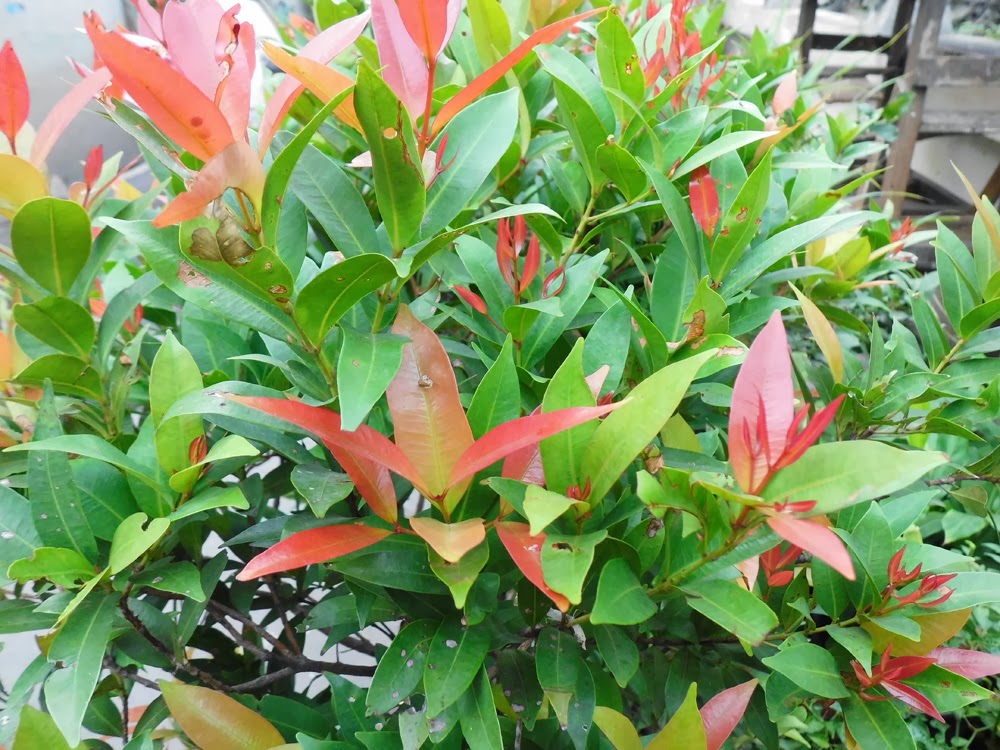 Pucuk Merah Pictures Gallery