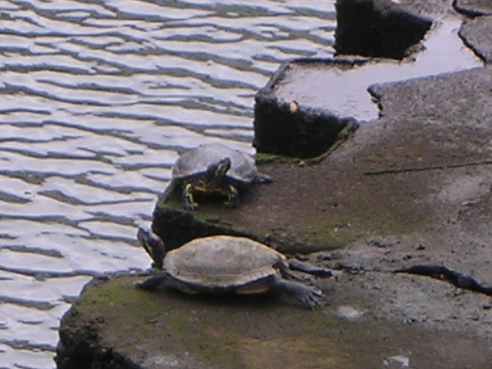 ict-tutorial-paradise: 浜っ子の横浜散歩 (2011/06/20 横浜市神奈川区 路地に咲く花)
