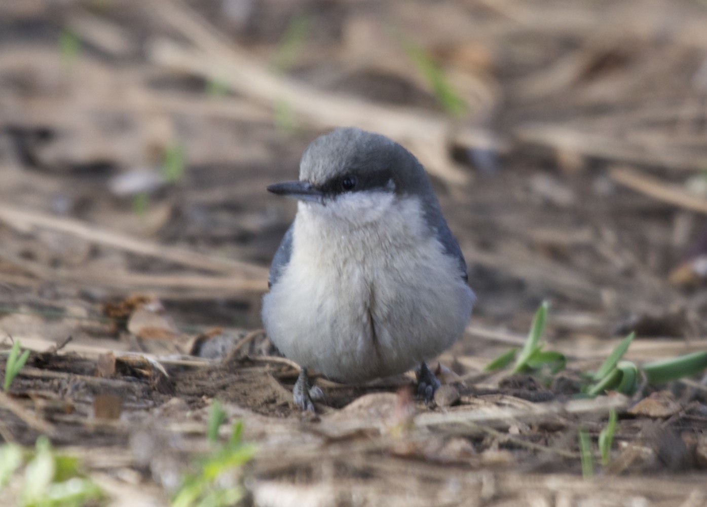 Birding Is Fun!: Saluting the Flag!
