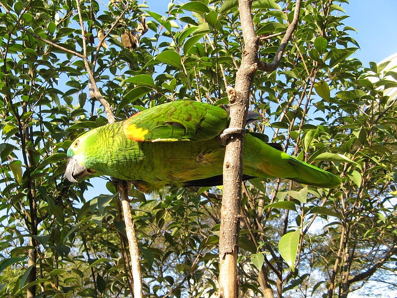World Bird Sanctuary: Chique, a Special Parrot