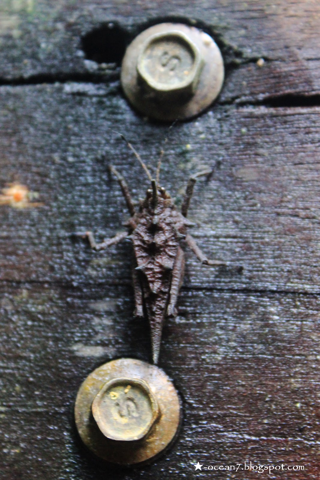 Lucky 7 || 时光「记」 「迹」: 砂州美姆旅：（22）姆鲁可爱小昆虫（Some Cute Insects, Mulu ...