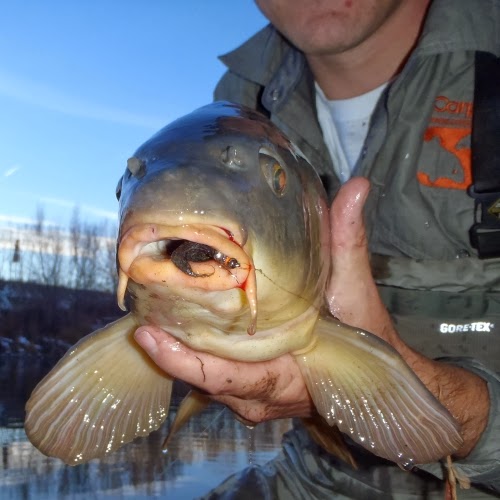 Fly-Carpin: Headstand Leech Proto Carp Fly Using Cohen's Carp Dub