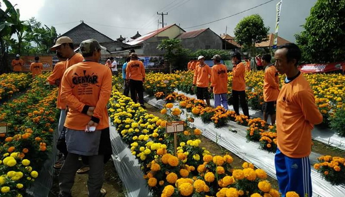 Demplot 28 Jenis Varietas Bunga Gemitir Dikenalkan di Bangli ...
