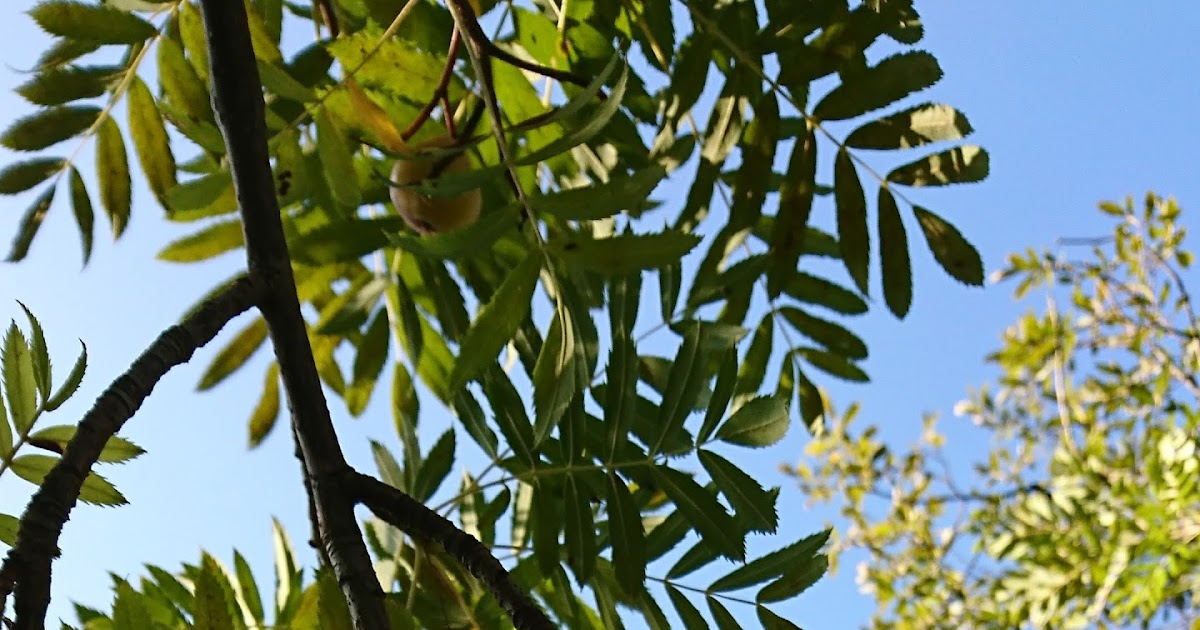 Puebla de Arenoso: AZAROLLERO/AZAROLLA