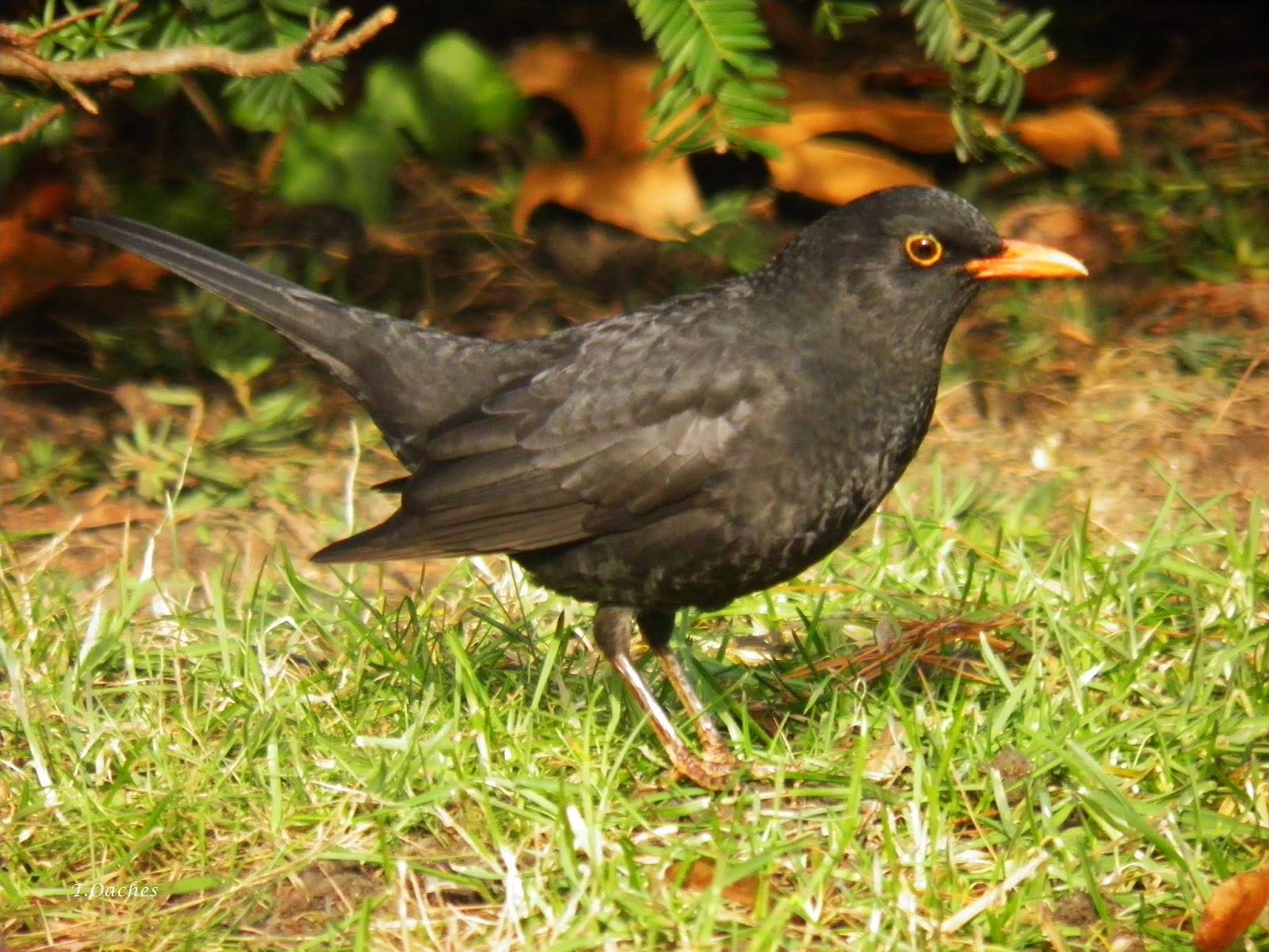 PASARI DIN ROMANIA: MIERLA (1), Turdus merula