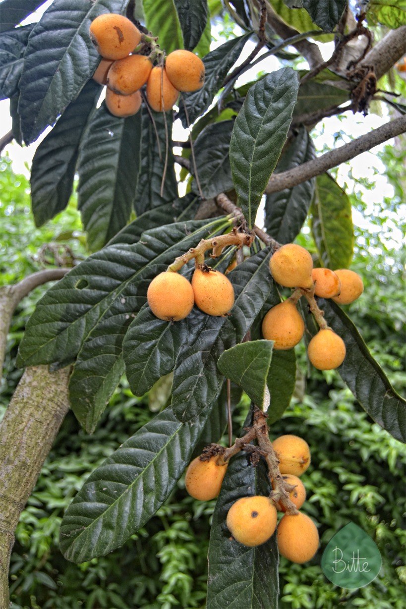 Bitte: Níspero: una fruta muy especial
