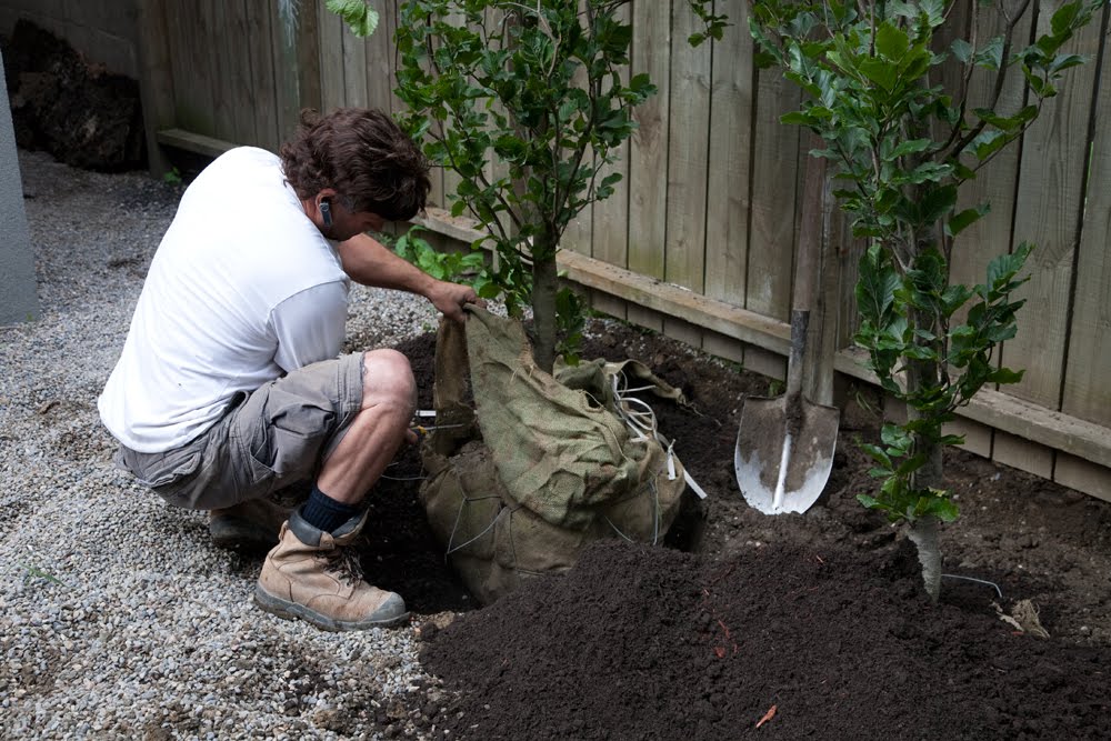 DUPONT PROJECT: Trees Arrive!