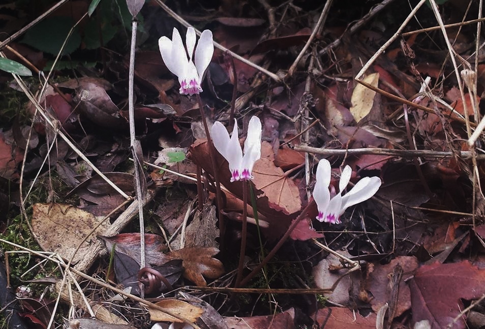 Biodiversity of Cyprus by NGO Protection of the Natural Heritage and ...