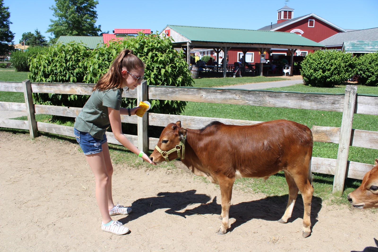Evan and Lauren's Cool Blog: Davis Farmland Visiting the Farm Animals
