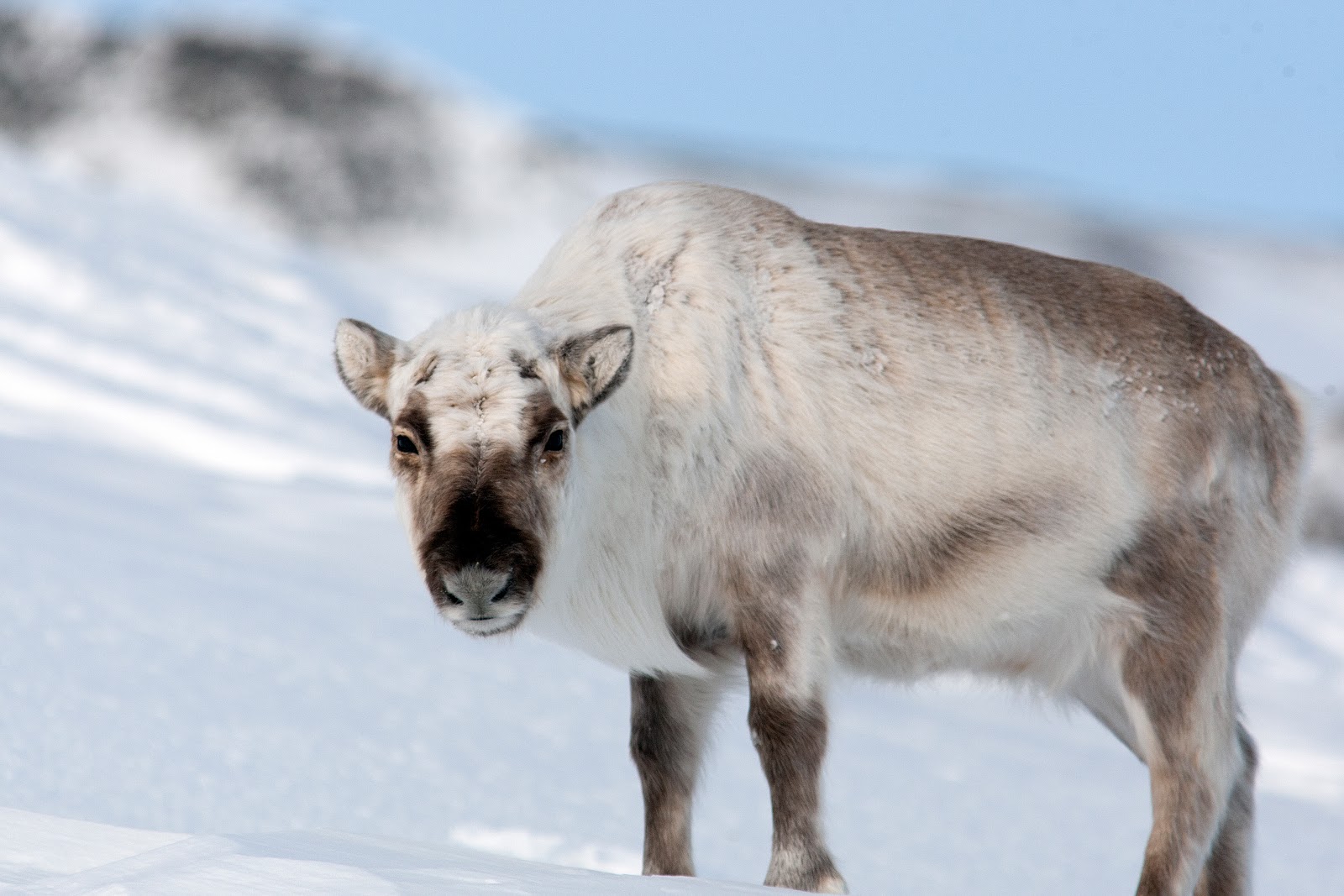 Lasses naturfoto: november 2011