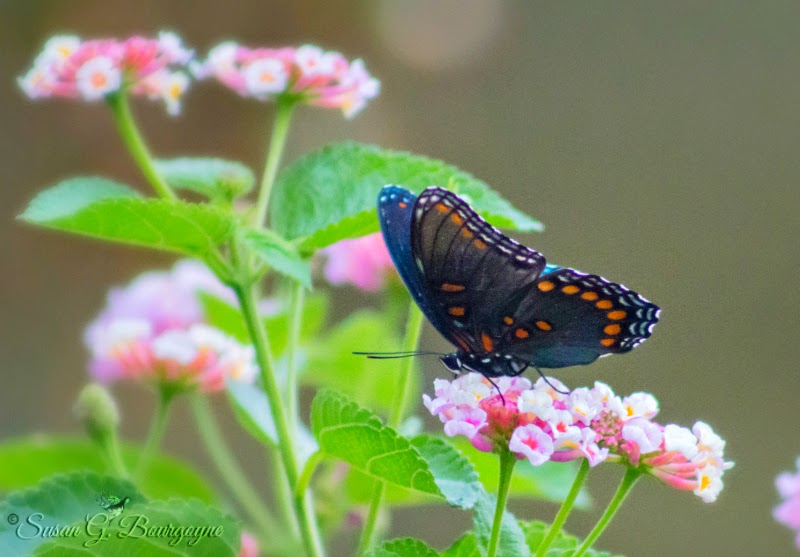 A Breath of Nature: Red-Spotted Purple Butterfly