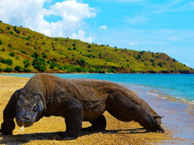 Taman Nasional Komodo the real jurasic park in indonesia - Amazing ...