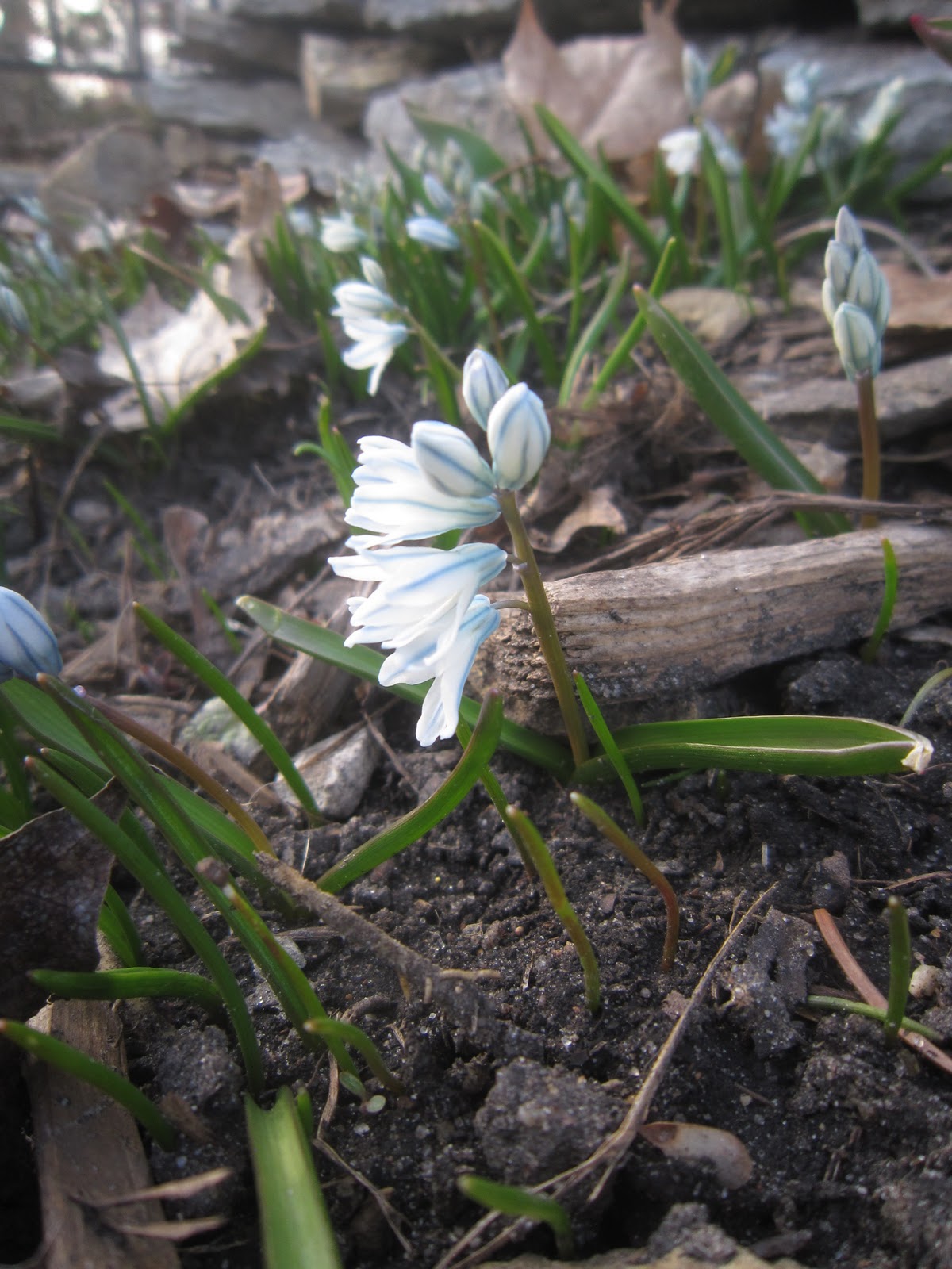 Chuck Does Art: Identifying bulbs growing in early spring by shoots