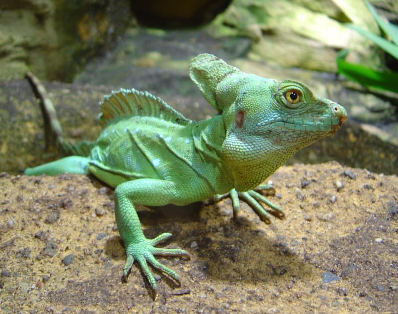 El ojo del buitre: Basilisco (Basiliscus)