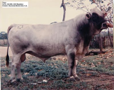 GANADO DOBLE PROPOSITO: RAZA CARORA