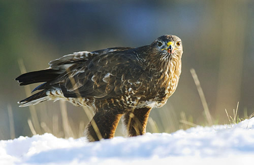 Common Buzzard | The Life of Animals